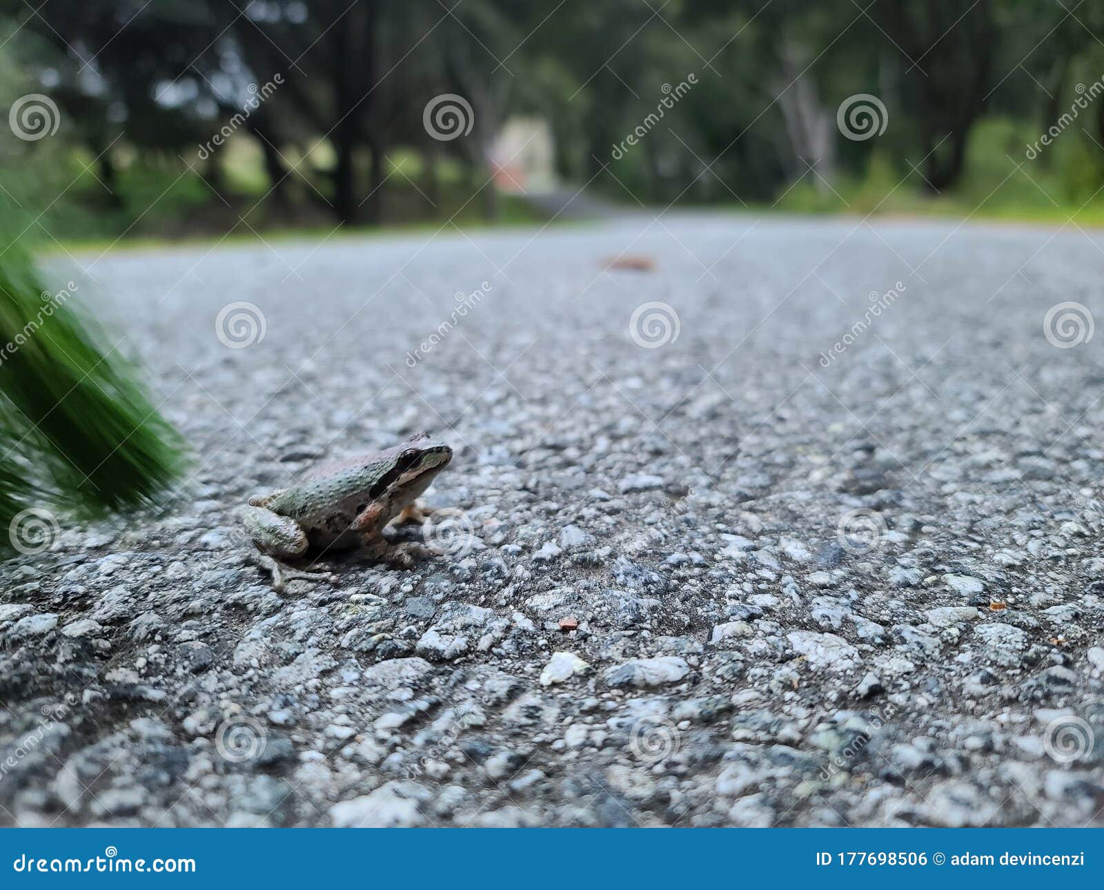 Frog on the road stock photo. Image of happy, frog, road - 177698506