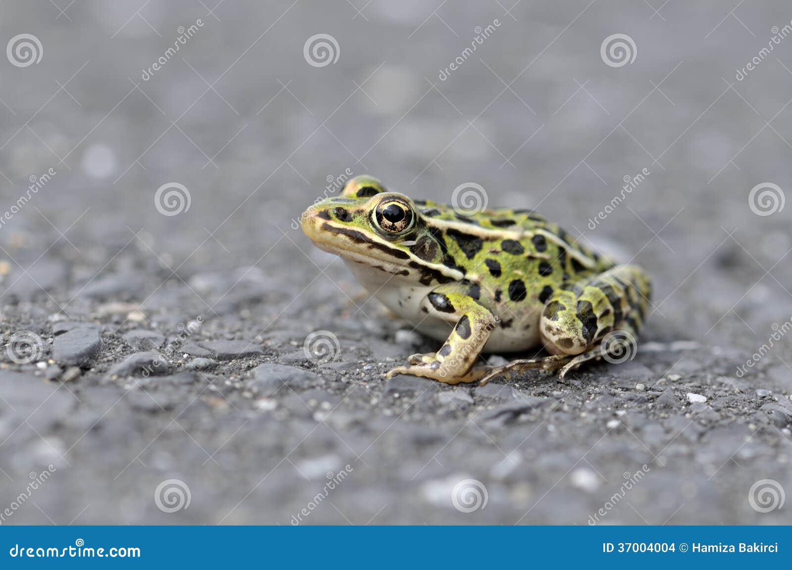 Frog on road stock photo. Image of white, outdoors, frogs - 37004004