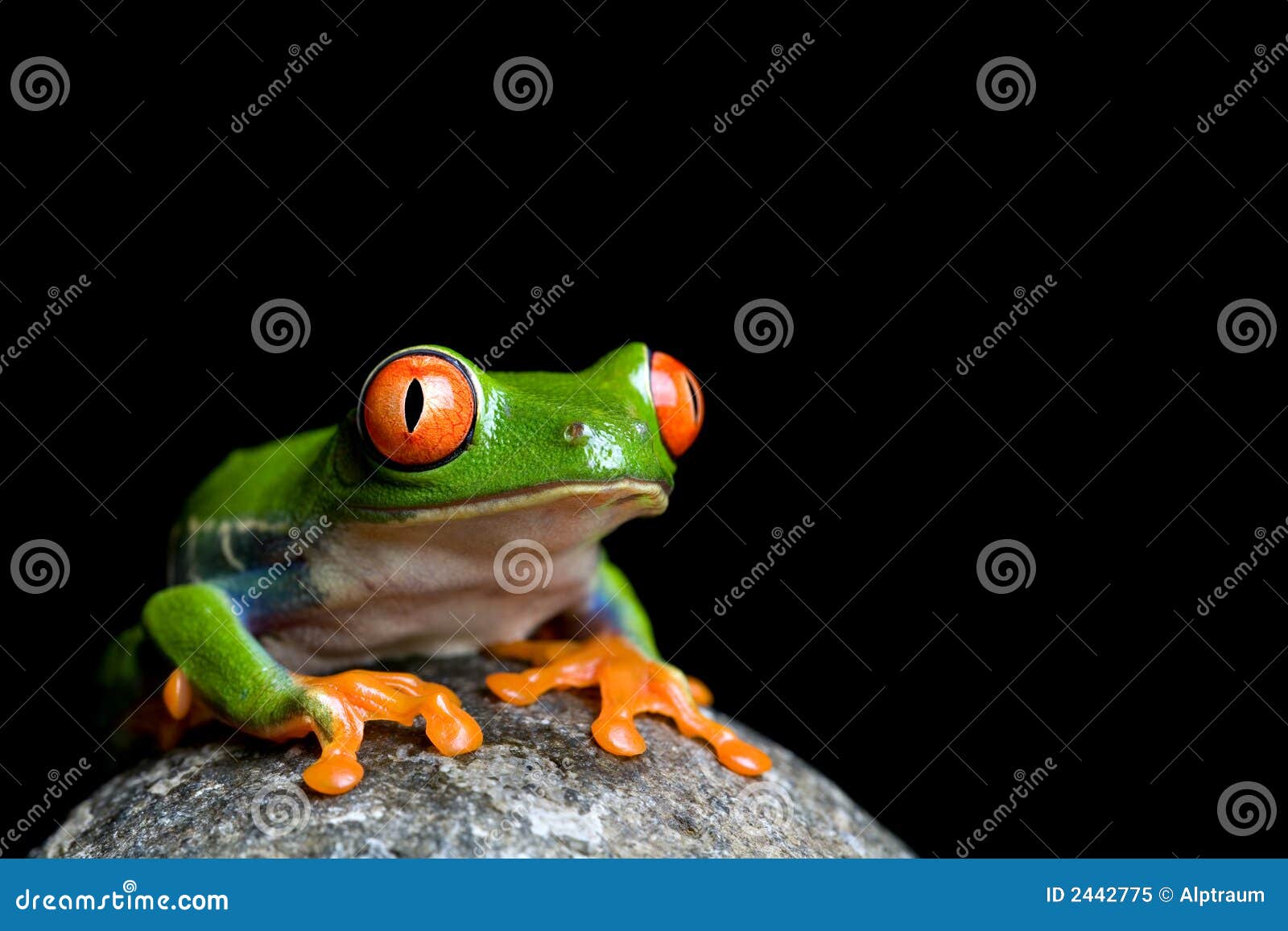 Frog on a rock stock image. Image of rock, animal, close - 2442775