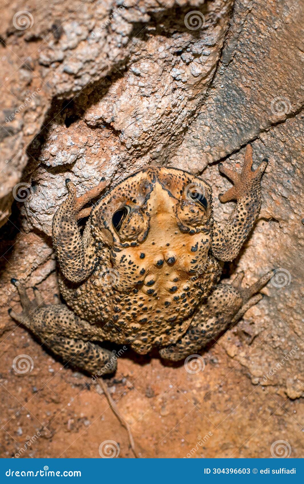 A frog on the rock stock image. Image of amphibi, wildlife - 304396603