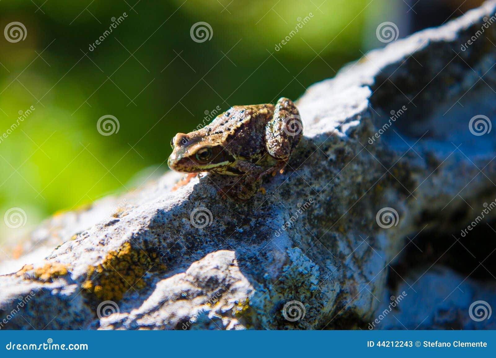 Frog on rock stock image. Image of green, rana, european - 44212243