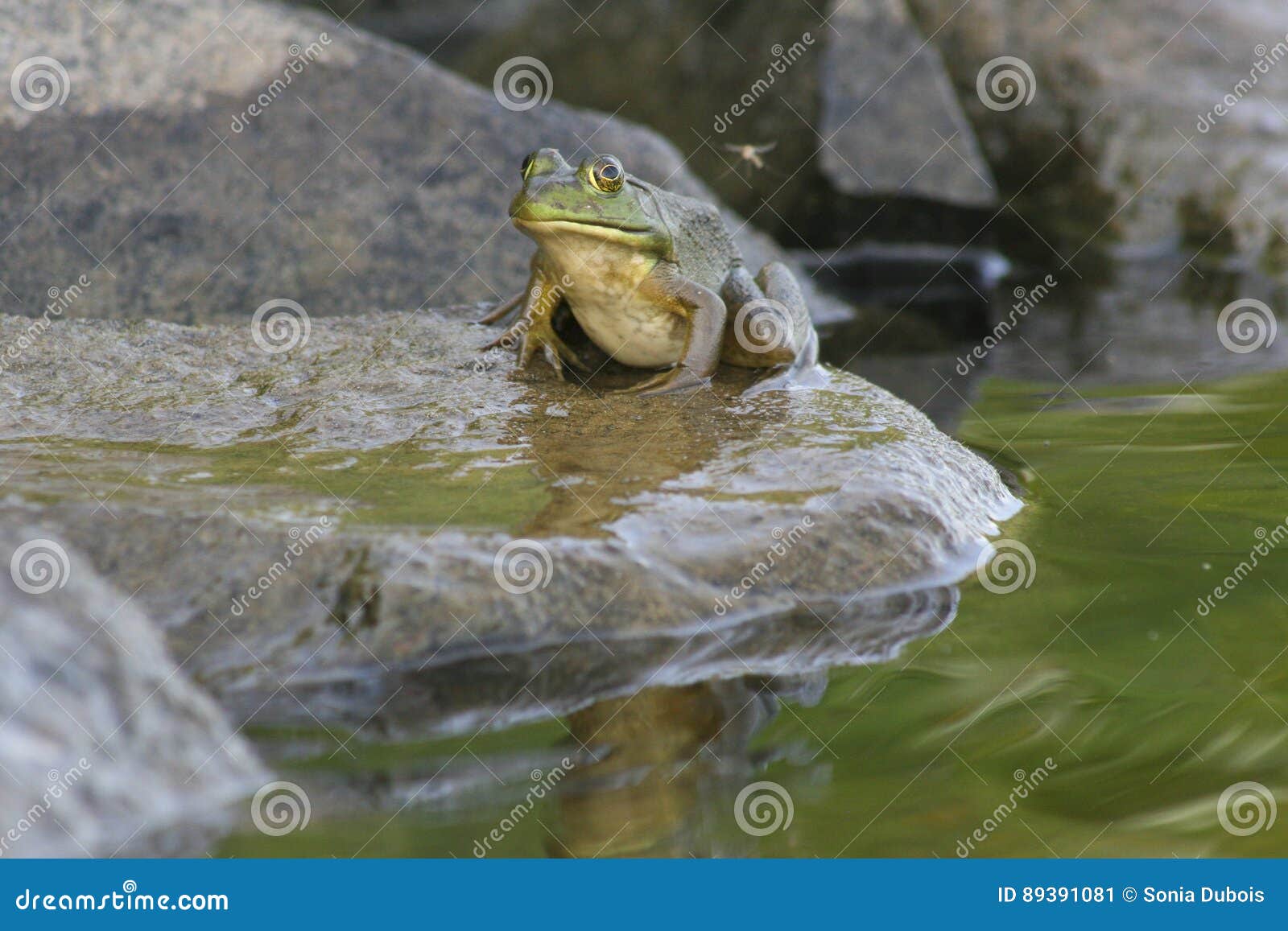 Frog on a rock stock image. Image of green, slimy, pond - 89391081