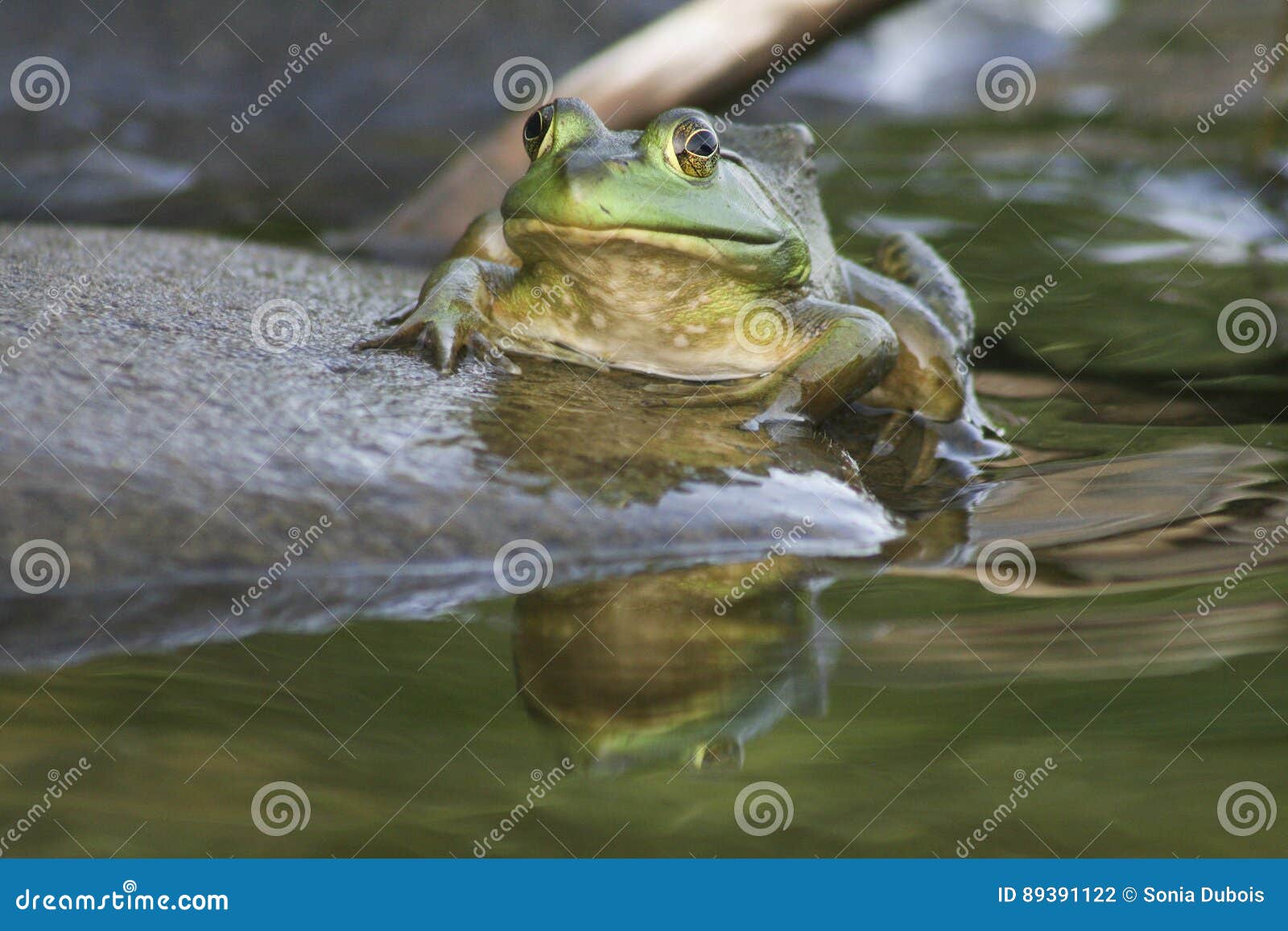 Frog on a rock stock photo. Image of bullfrog, green - 89391122