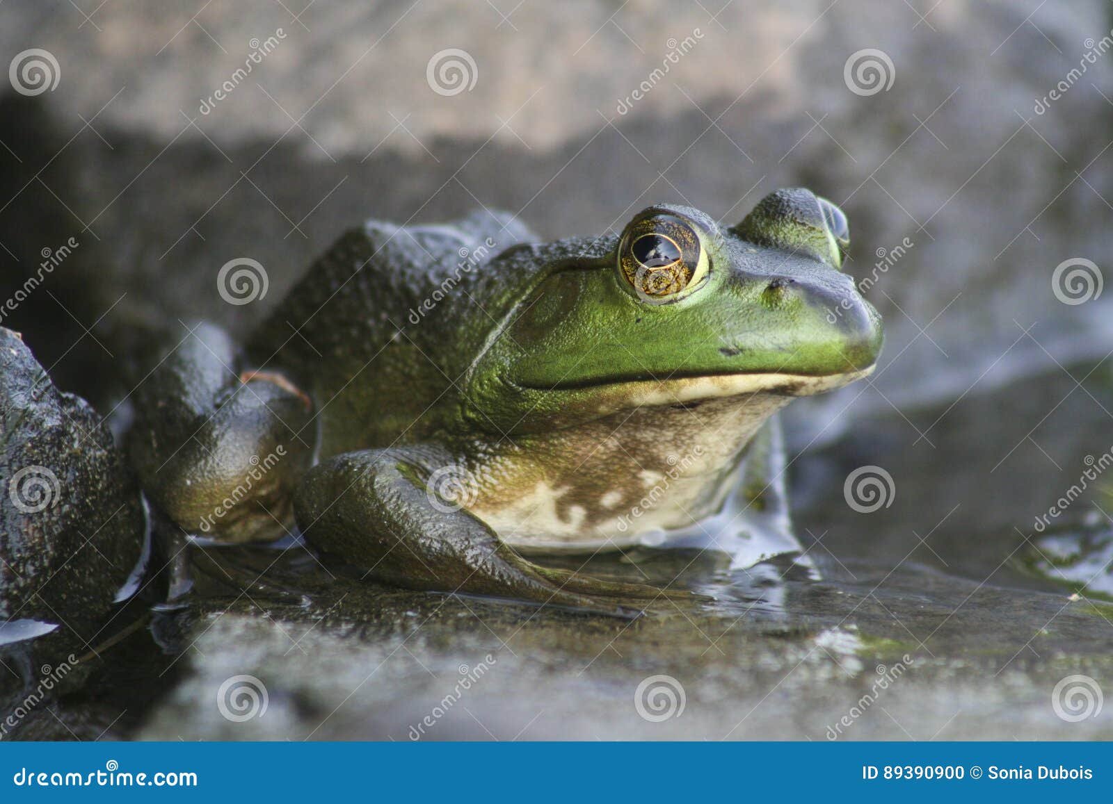 Frog on a rock stock photo. Image of rock, nature, marsh - 89390900