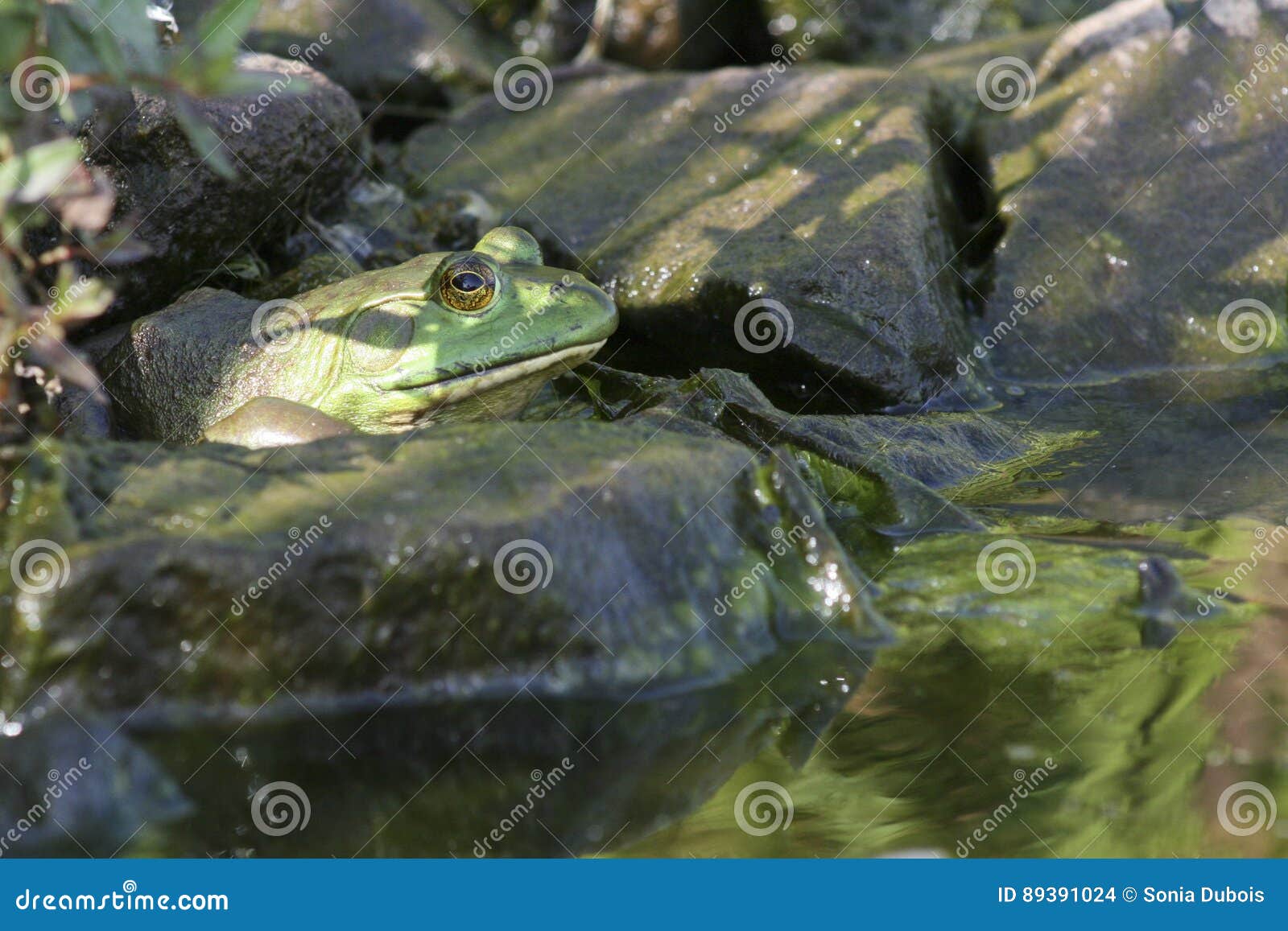 Frog on a rock stock photo. Image of green, rock, frog - 89391024