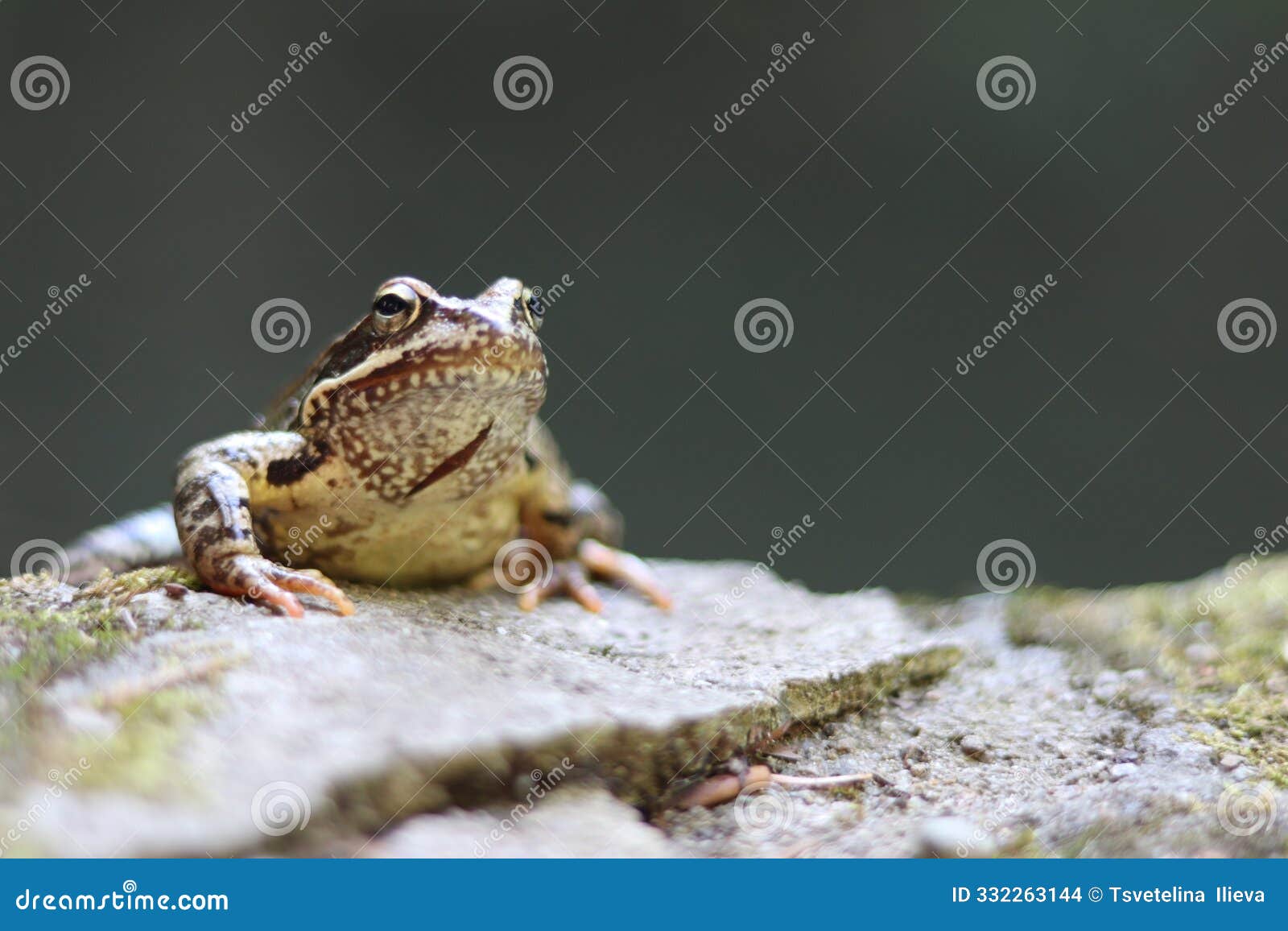 Frog on a rock stock photo. Image of animal, reptile - 332263144