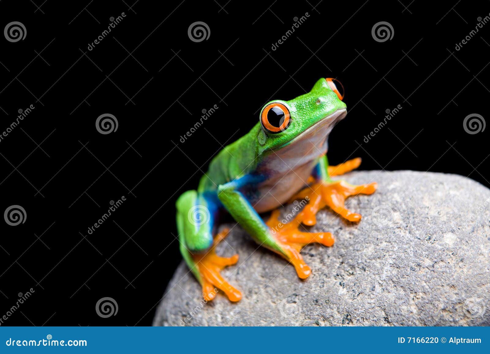 Frog on a rock isolated stock photo. Image of feet, environmental - 7166220