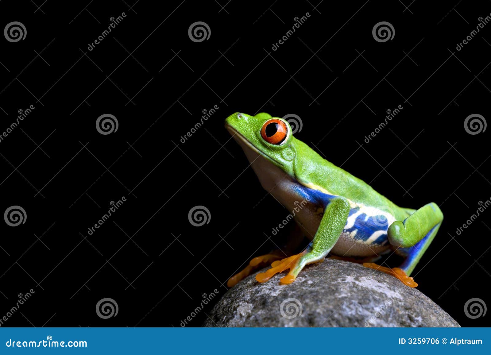 Frog On Rock Royalty-Free Stock Photography | CartoonDealer.com #33082199