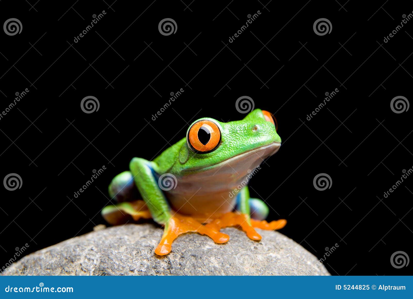 Frog on a Rock Isolated on Black Stock Image - Image of callidryas ...
