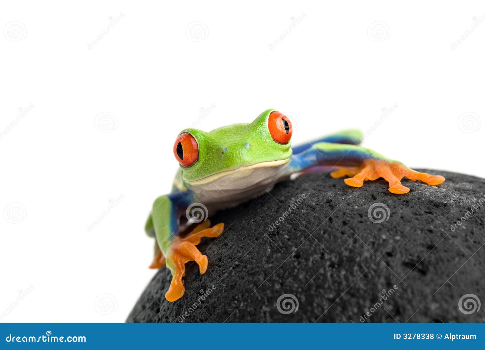 Frog on a Rock Isolated White Stock Photo - Image of environment ...