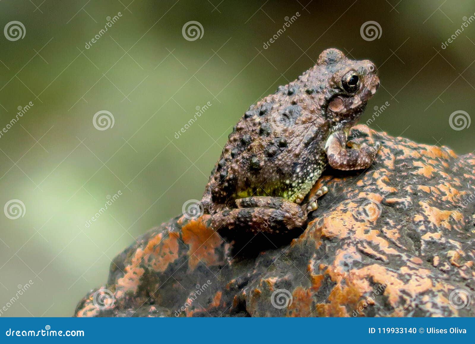 Frog on a rock stock photo. Image of background, standing - 119933140