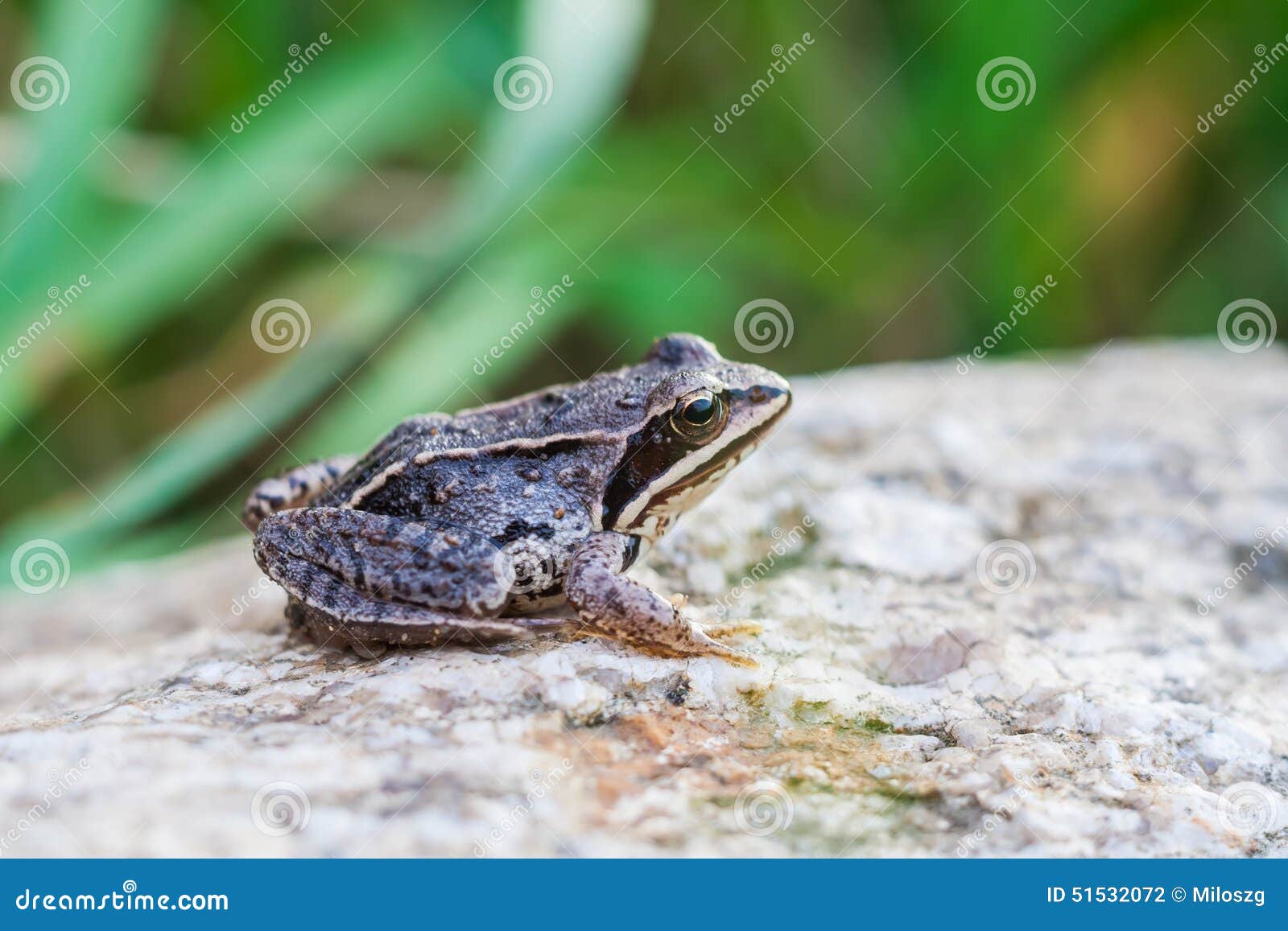 Frog on rock stock photo. Image of clamitans, slimy, charming - 51532072