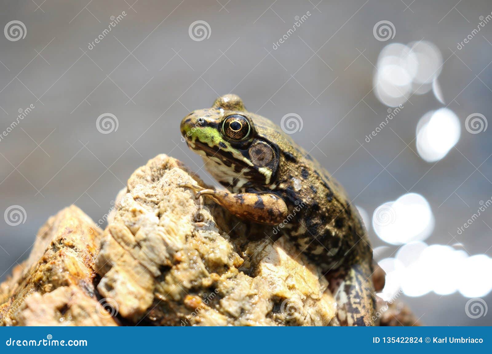 Frog on a rock stock photo. Image of beauty, summer - 135422824