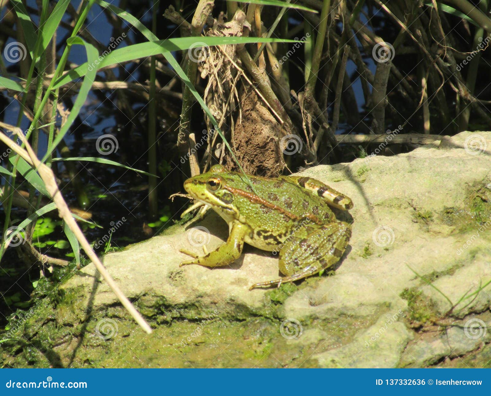 Frog on a rock stock photo. Image of mountain, devoured - 137332636