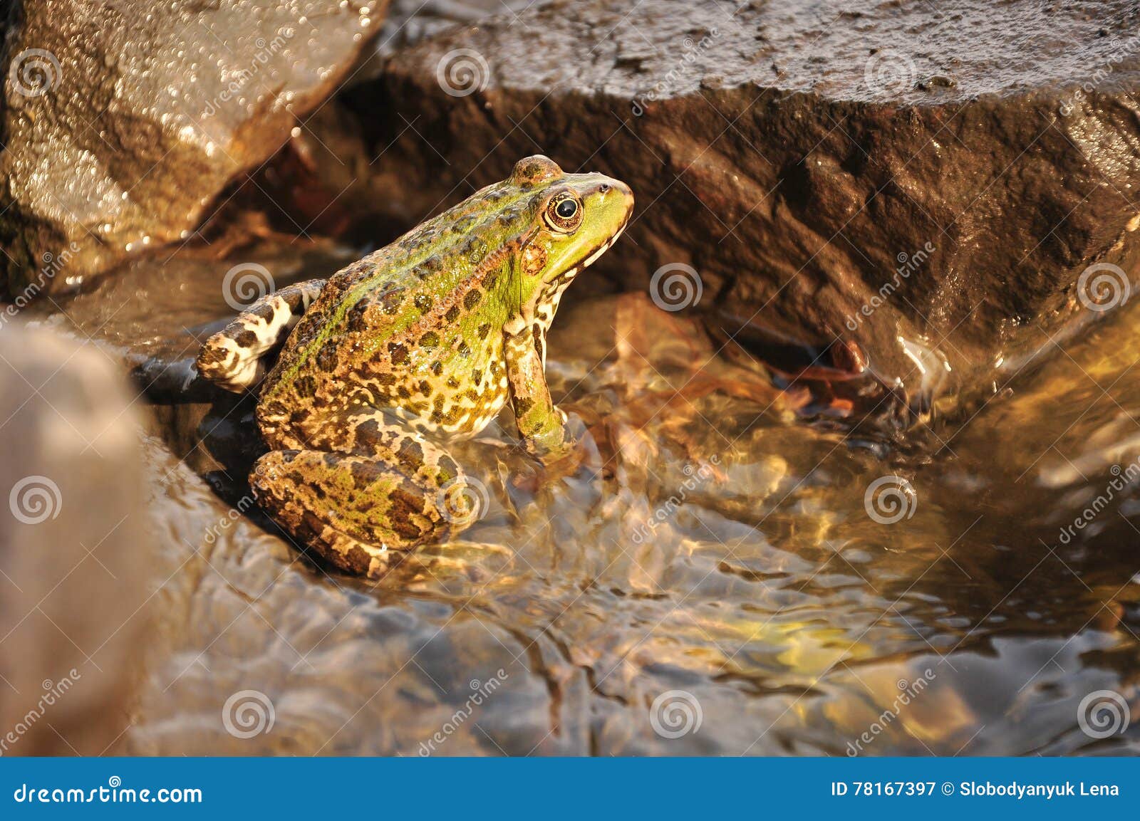 Frog on a rock stock image. Image of environment, grogs - 78167397