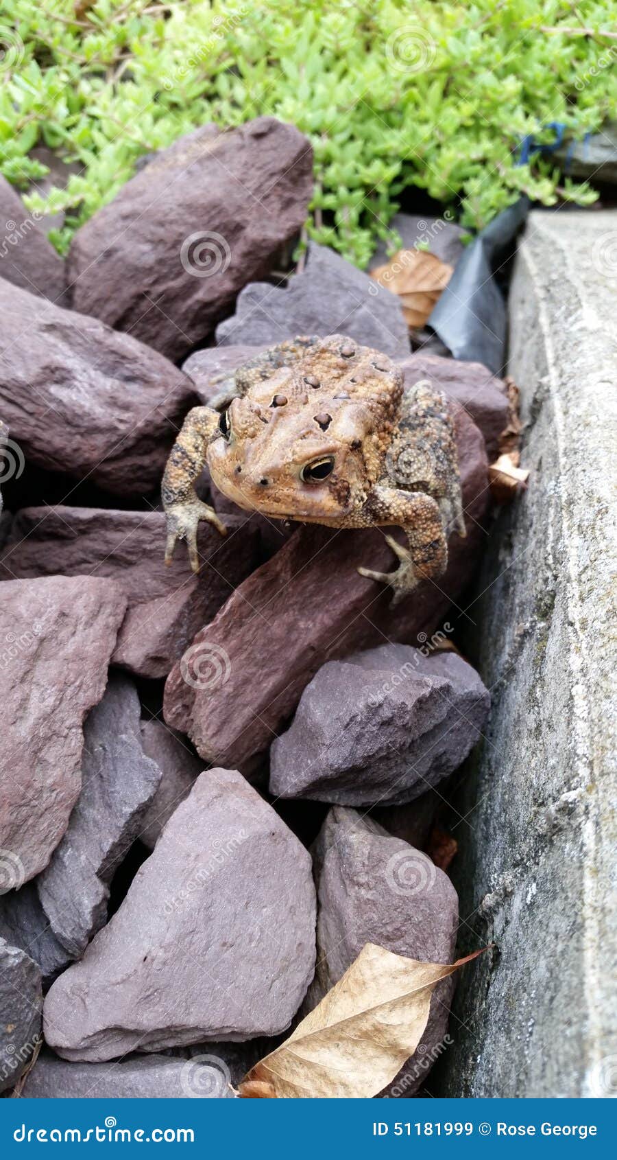 Frog stock image. Image of nature, rocks, anphibian, frog - 51181999