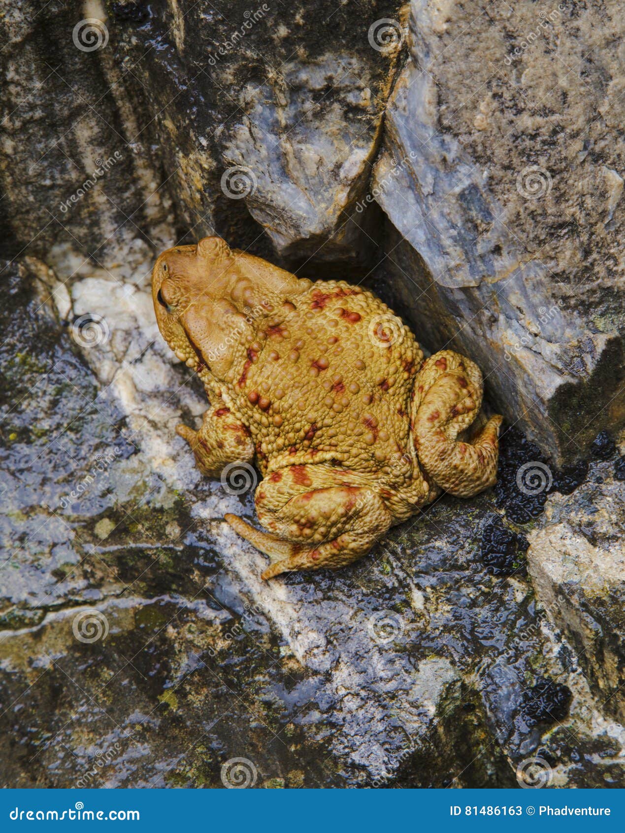 Frog on the rocks stock image. Image of color, mountain - 81486163
