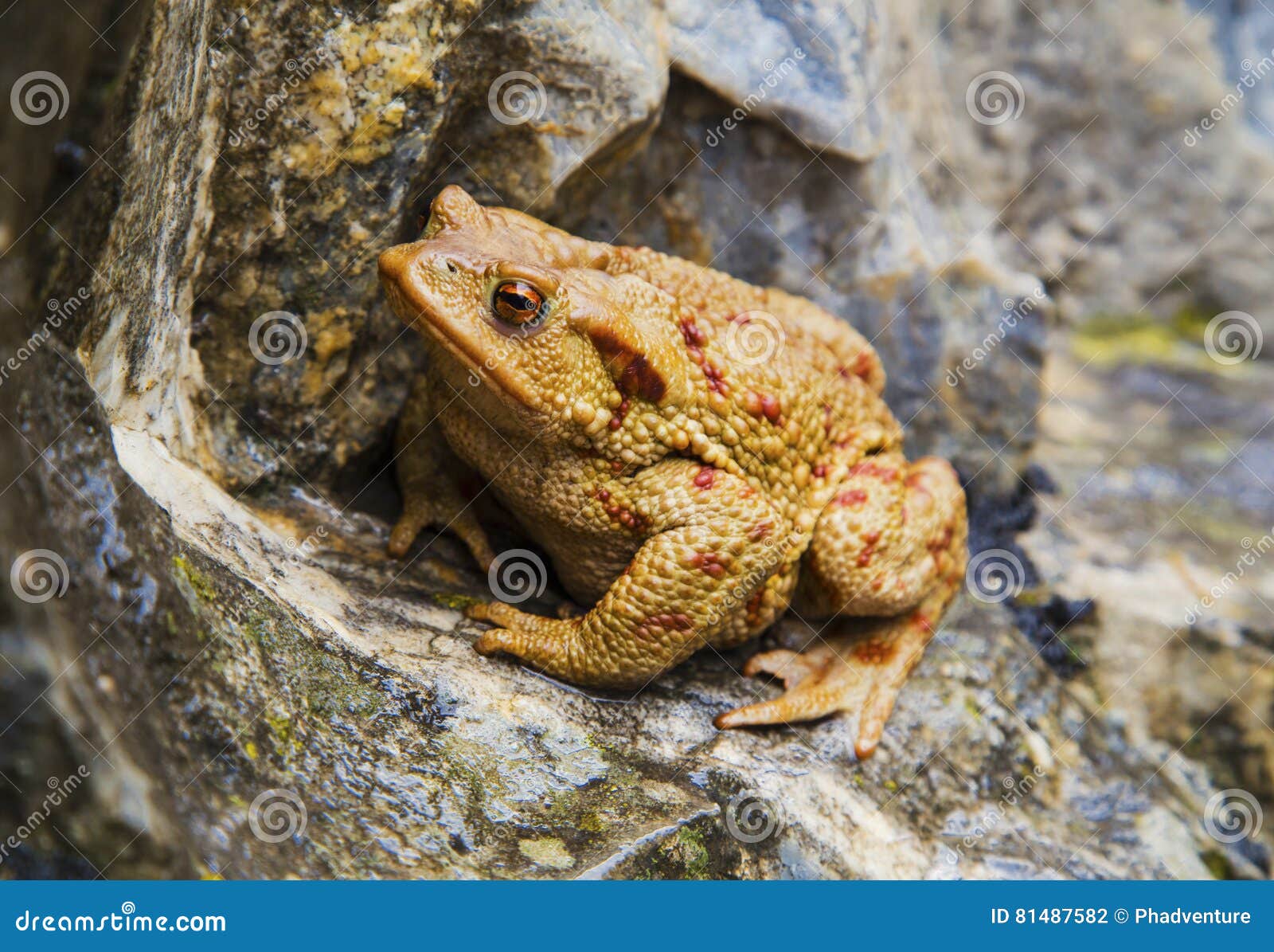 Frog on the rocks stock photo. Image of beautiful, cute - 81487582