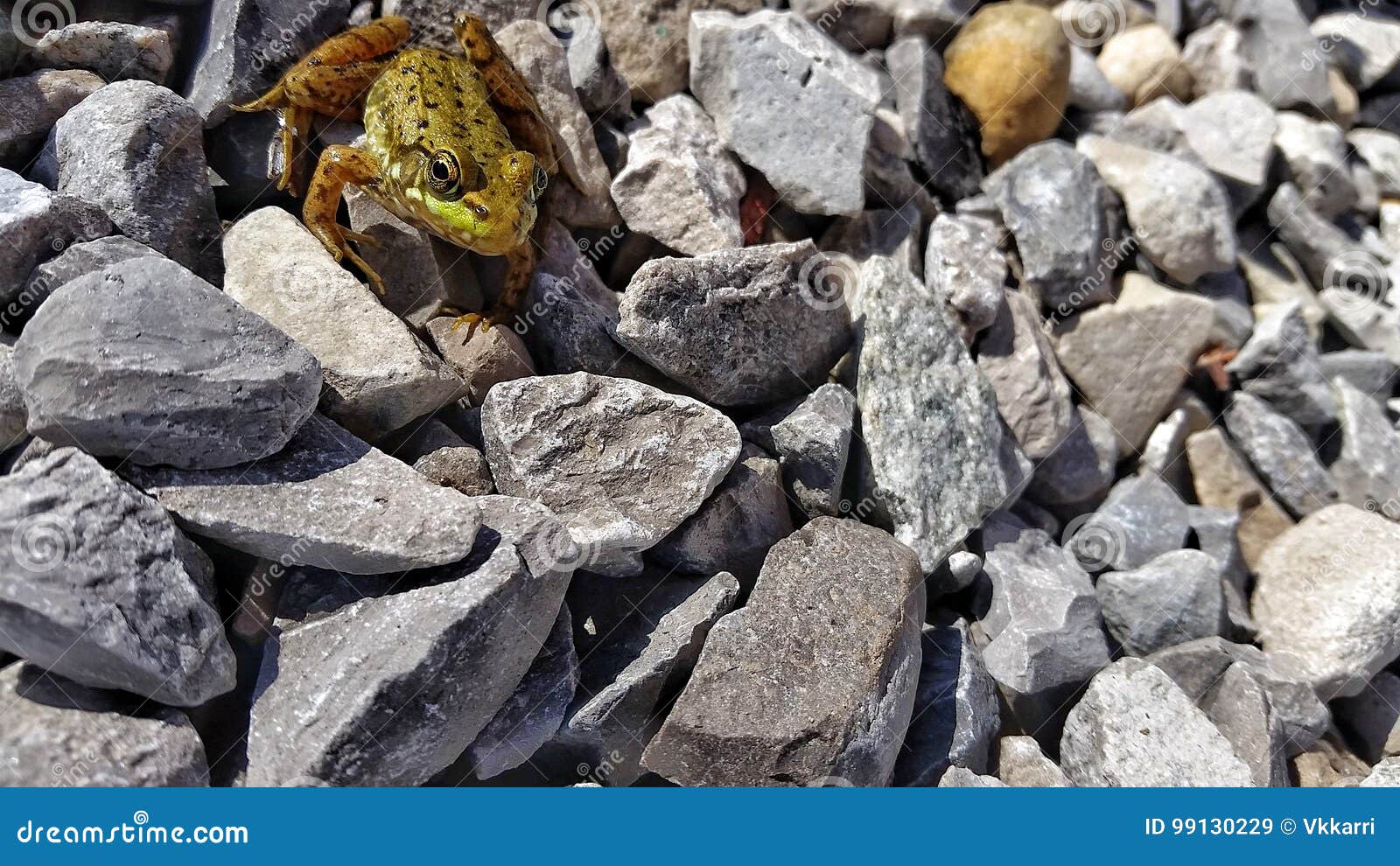 Frog on rocks stock image. Image of space, frog, sitting - 99130229