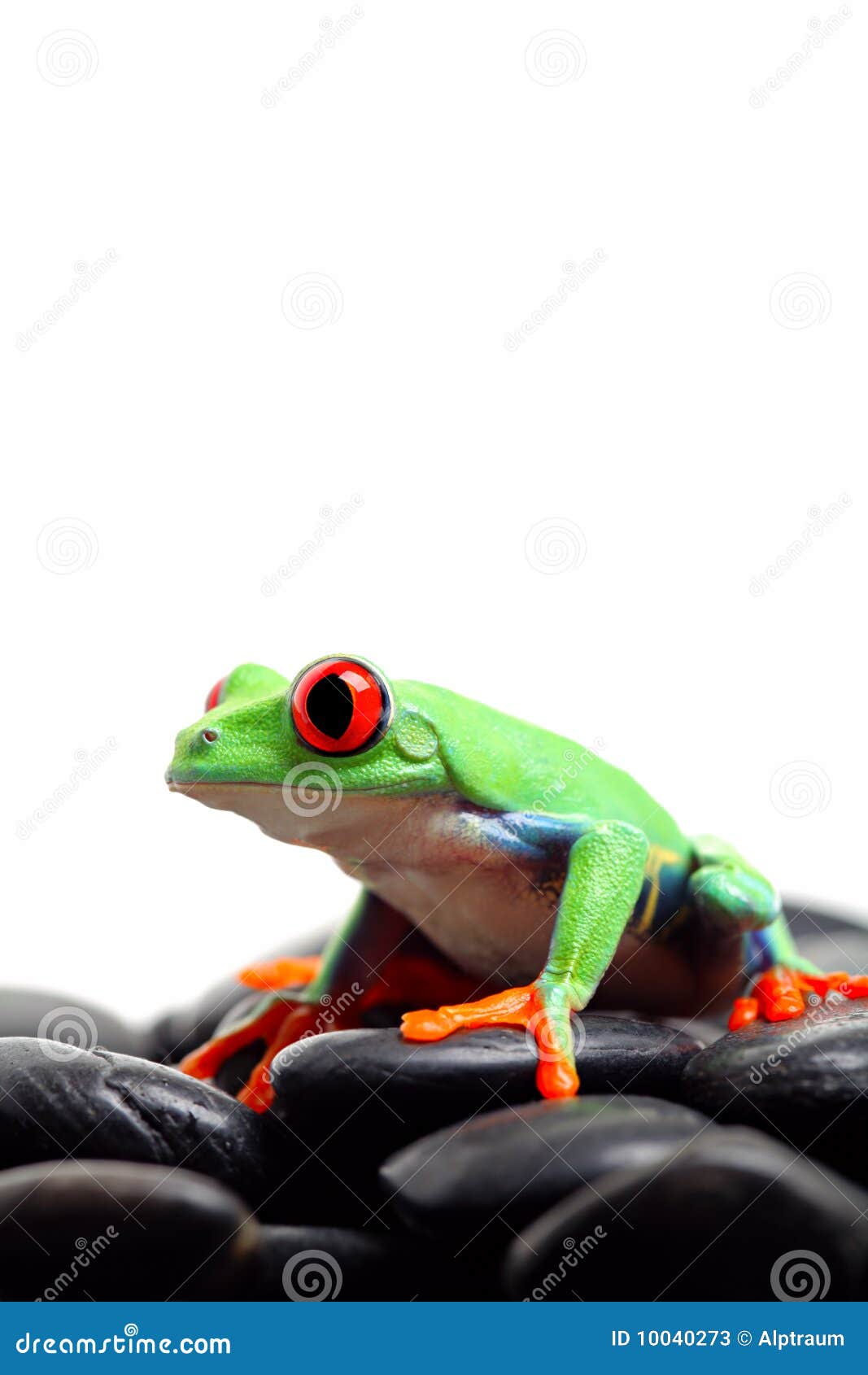 Frog on Rocks Isolated White Stock Image - Image of conservation ...