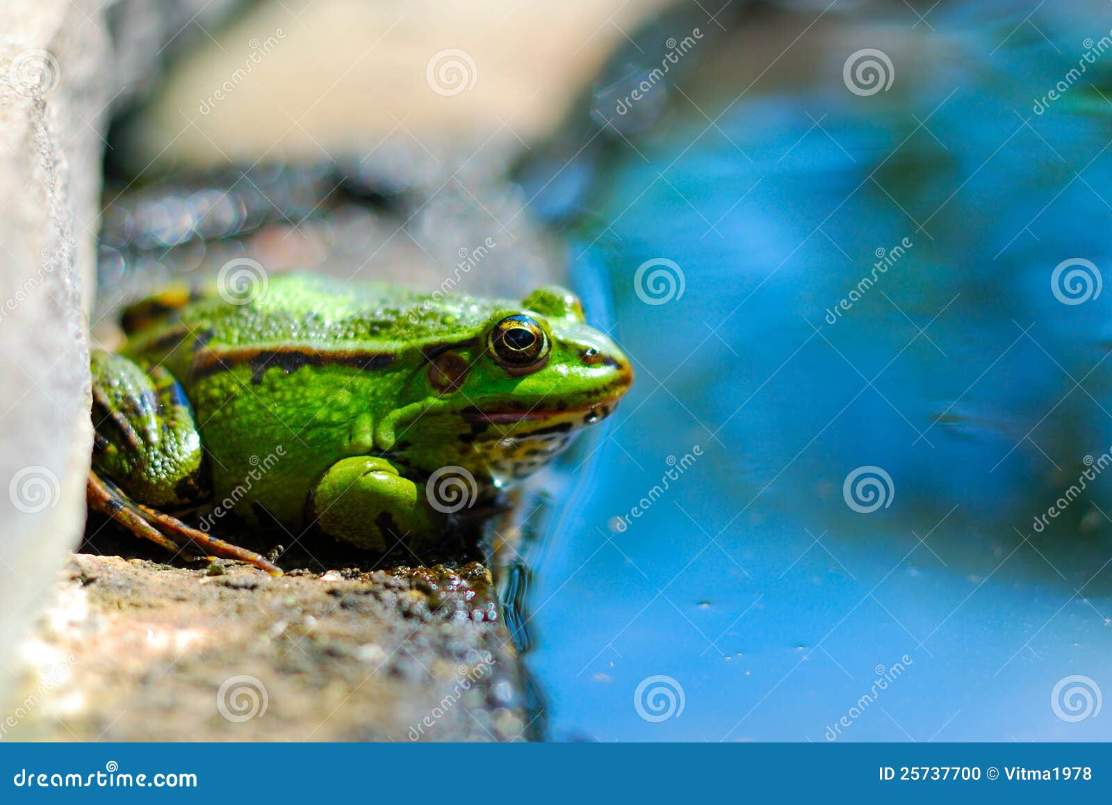 Frog on the Rocks Near a Pond Stock Photo - Image of toad, animal: 25737700