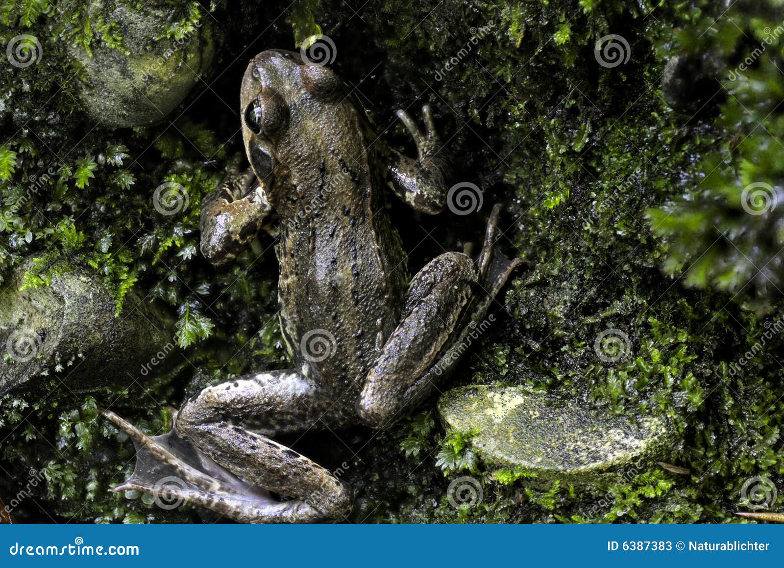Frog on Rocks Seen from Above Stock Image - Image of animal, anura: 6387383