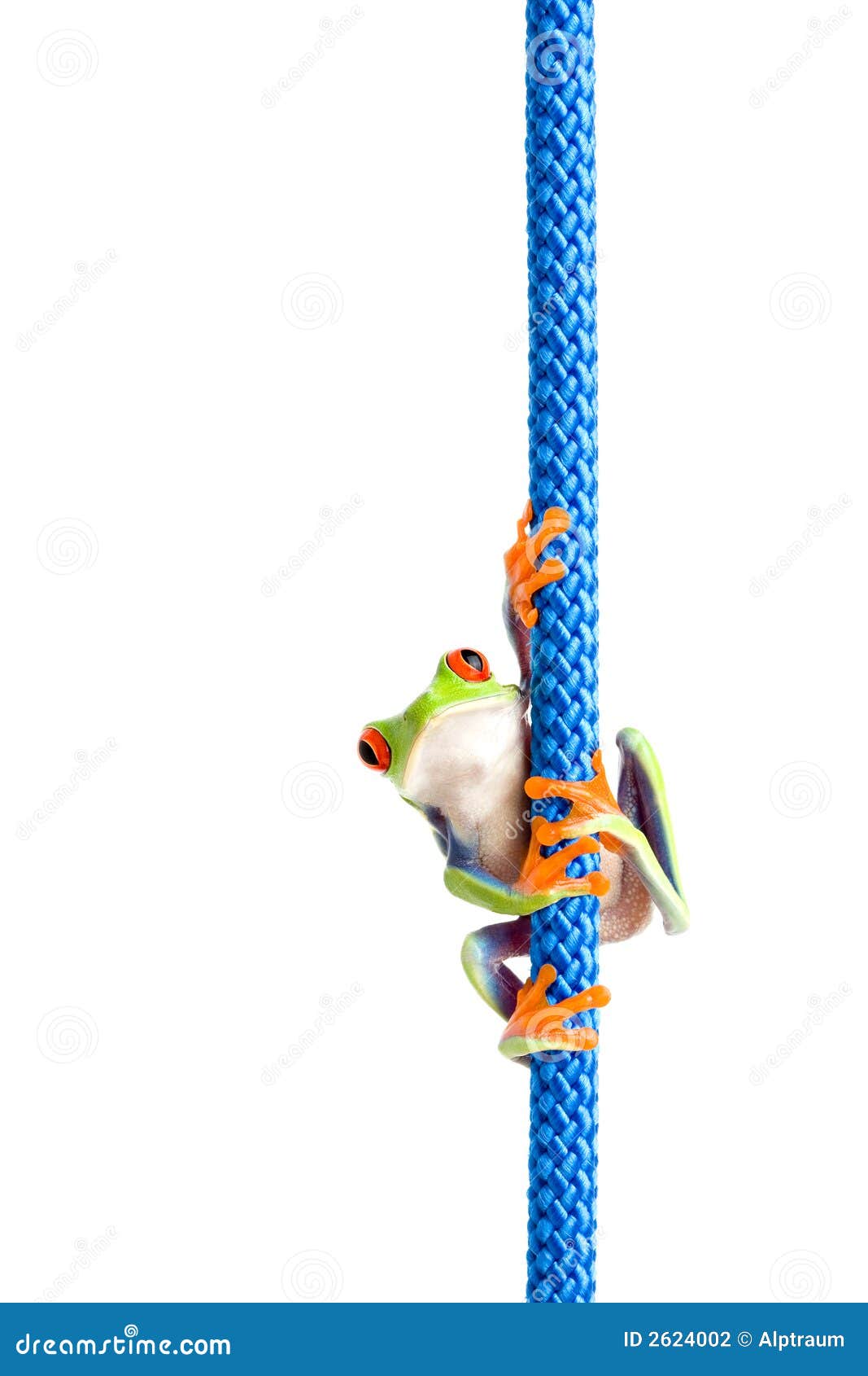 Frog on a Rope Isolated White Stock Photo - Image of watching ...