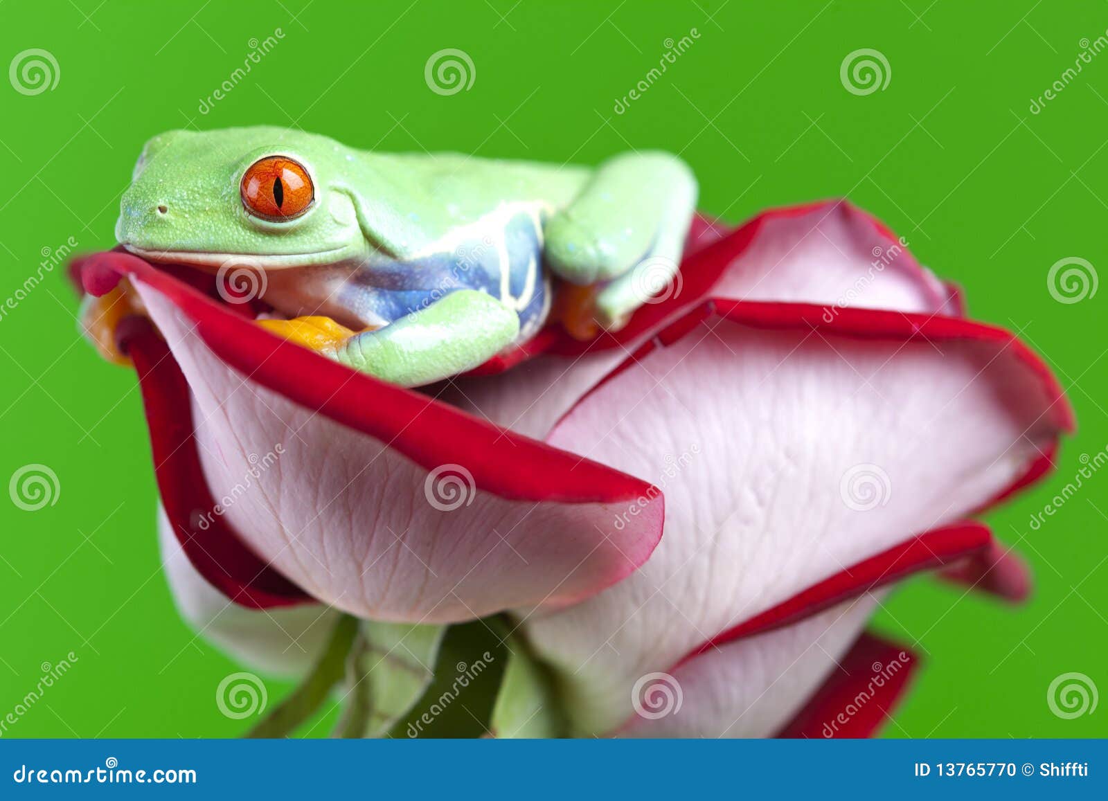 Frog on rose stock photo. Image of view, toad, bizarre - 13765770