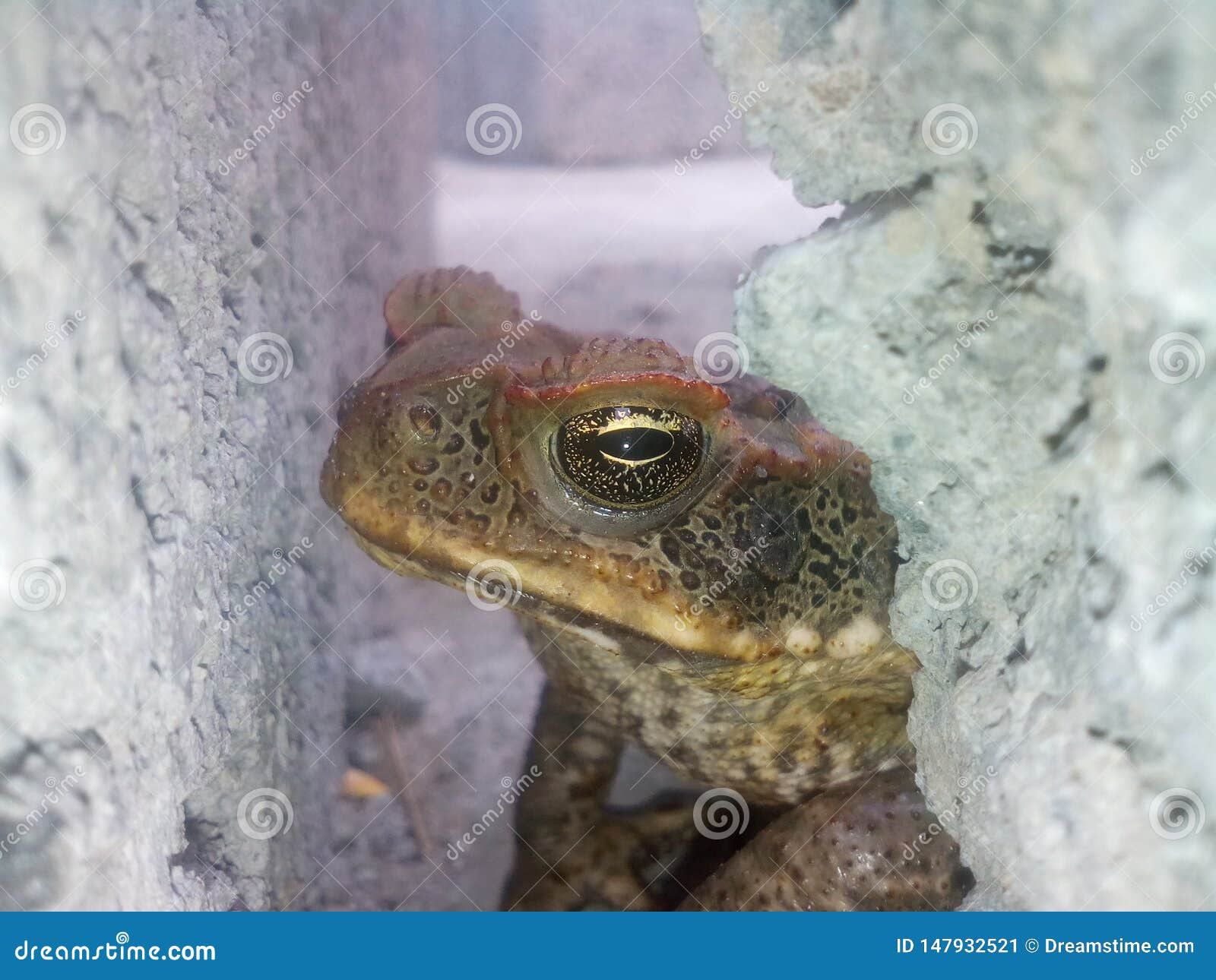 Frog stock image. Image of frog, stare, outside, rough - 147932521