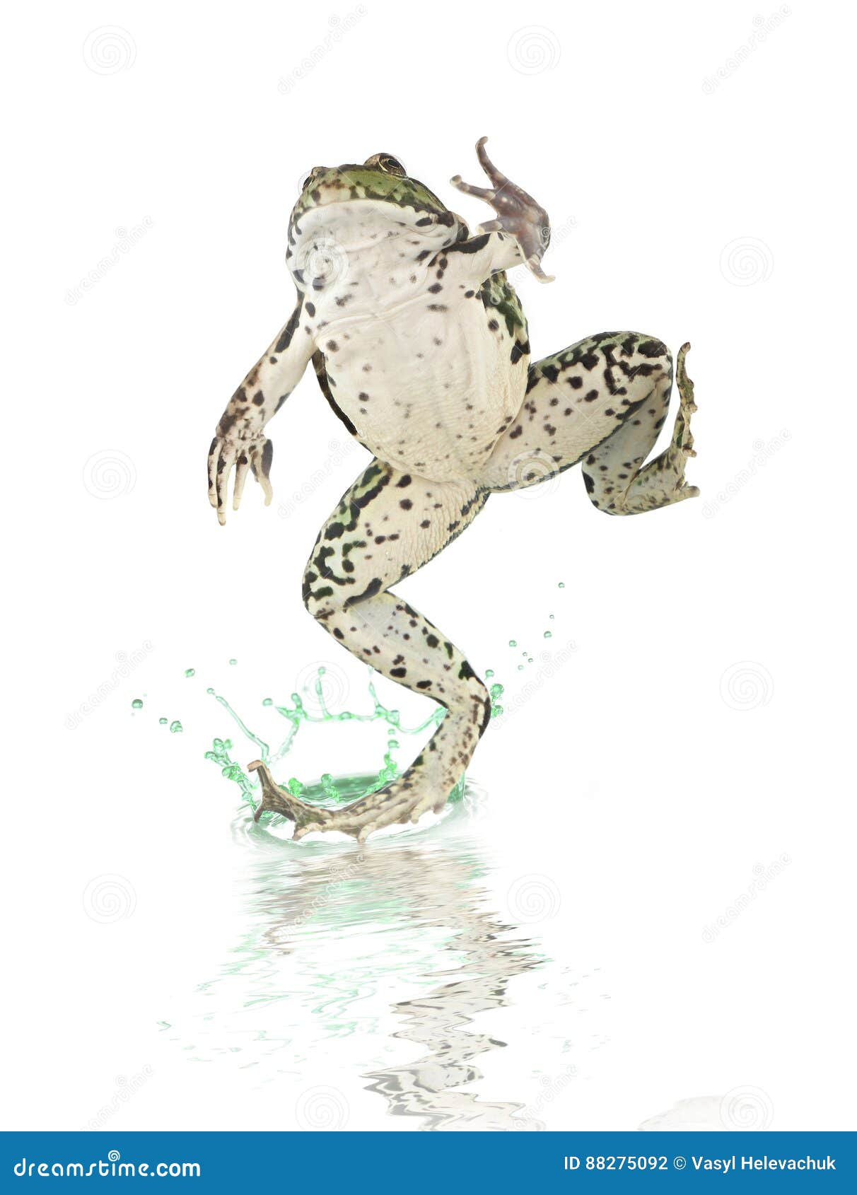 260 Frog Running Photos - Free & Royalty-Free Stock Photos from Dreamstime