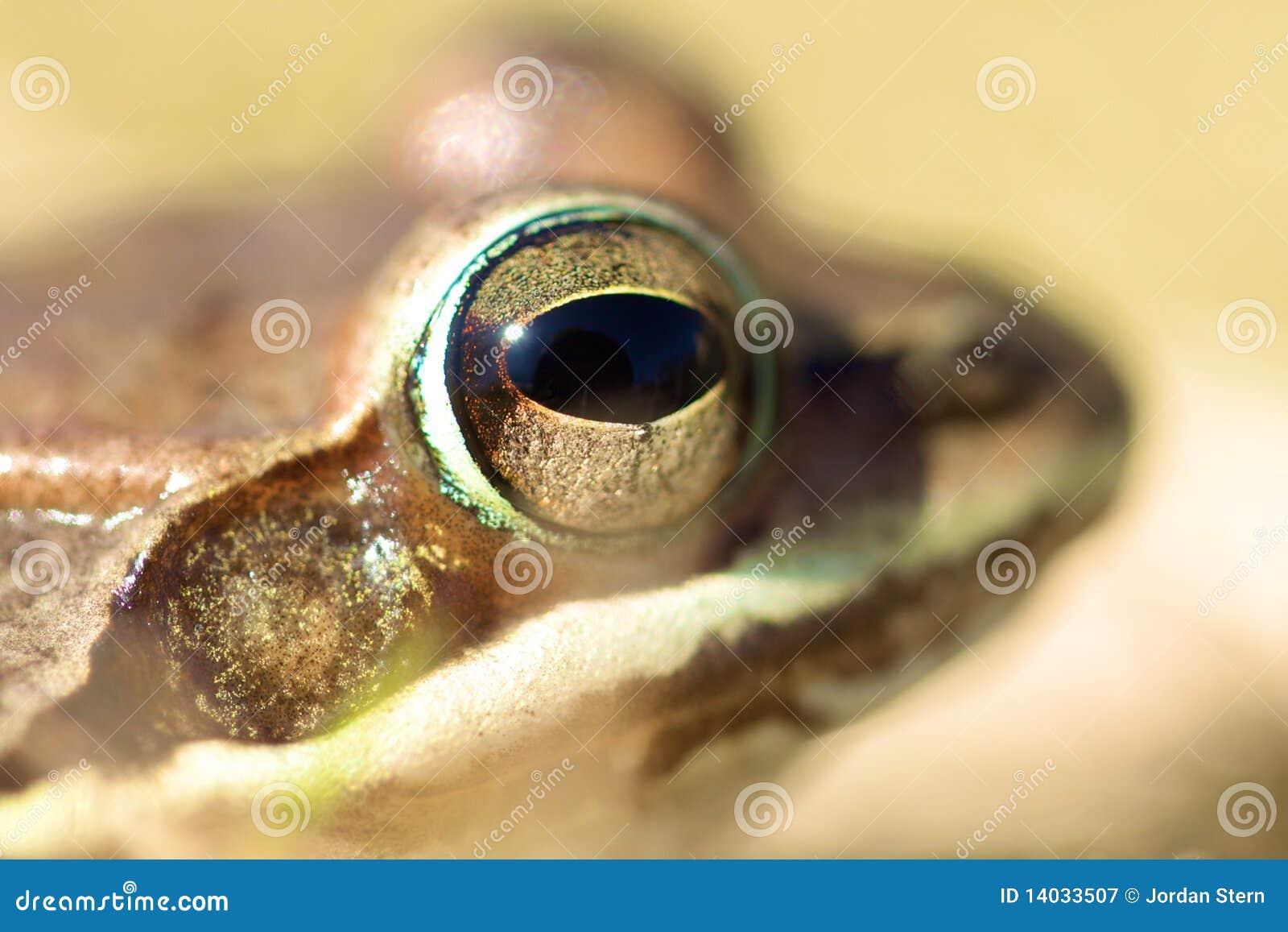 Frog s Head stock image. Image of head, jump, frog, lake - 14033507