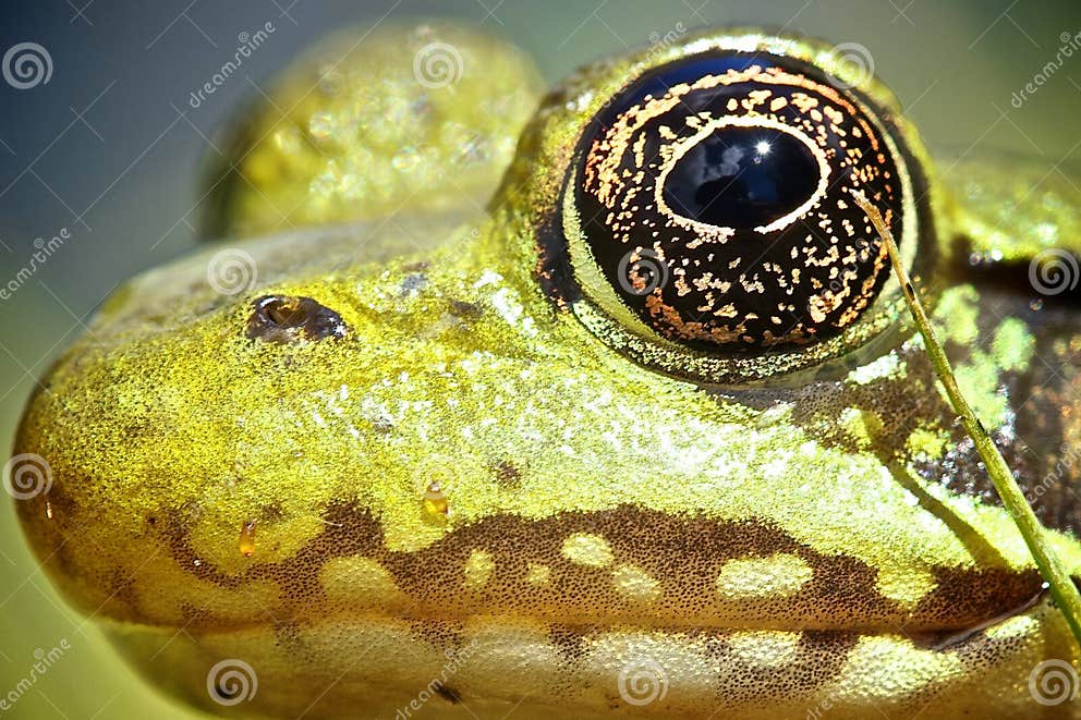 Frog s Head stock photo. Image of amphibian, pupil, eyes - 15814022