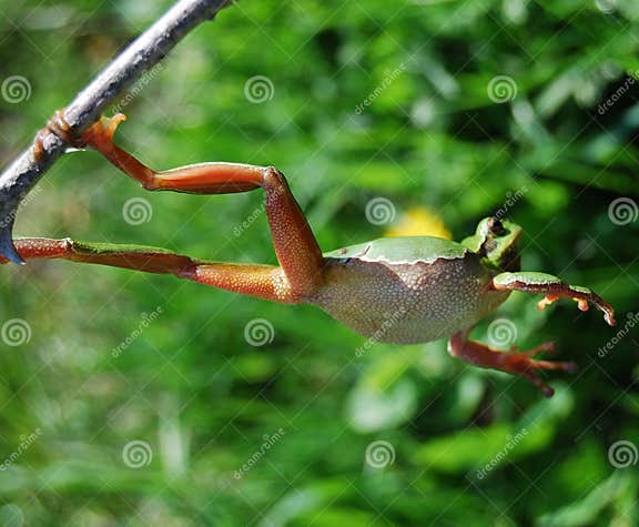 Frog s jump (2) stock image. Image of view, bone, amphibian - 8406961
