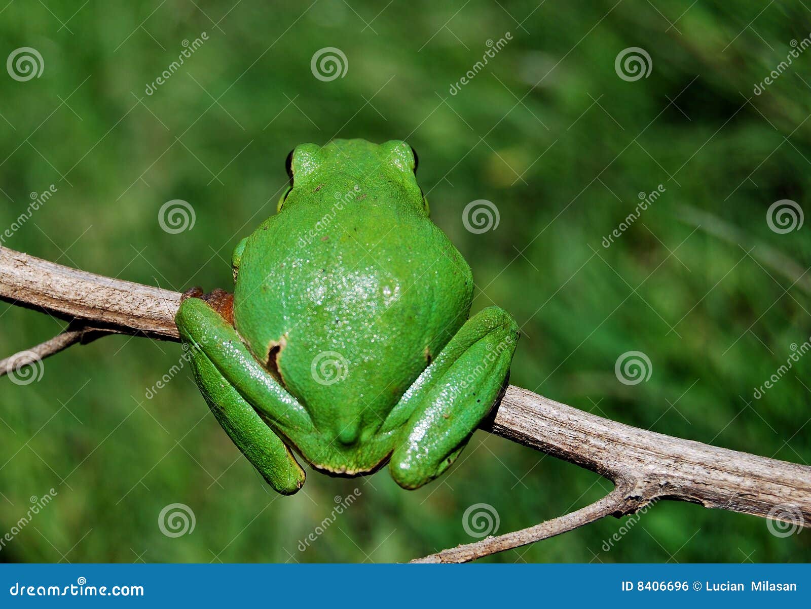 Frog s perspective stock photo. Image of back, bone, relax - 8406696