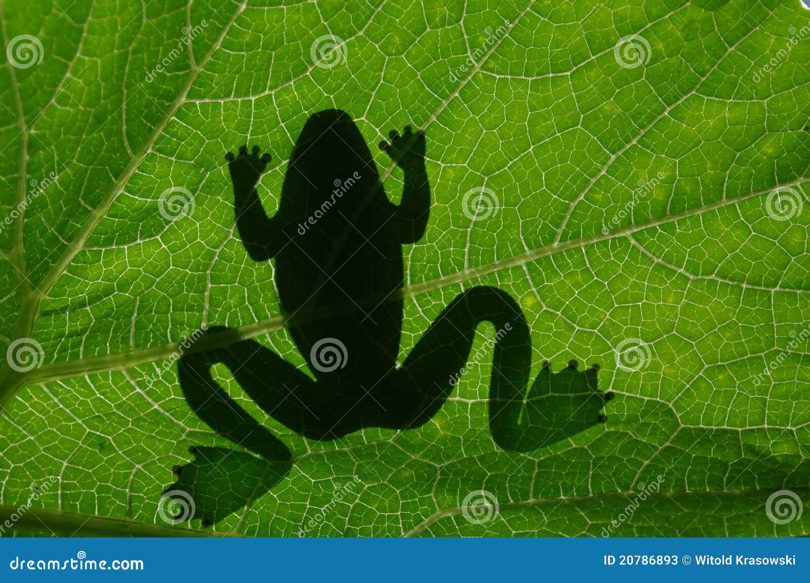 Frog s shadow stock image. Image of isolated, integument - 20786893