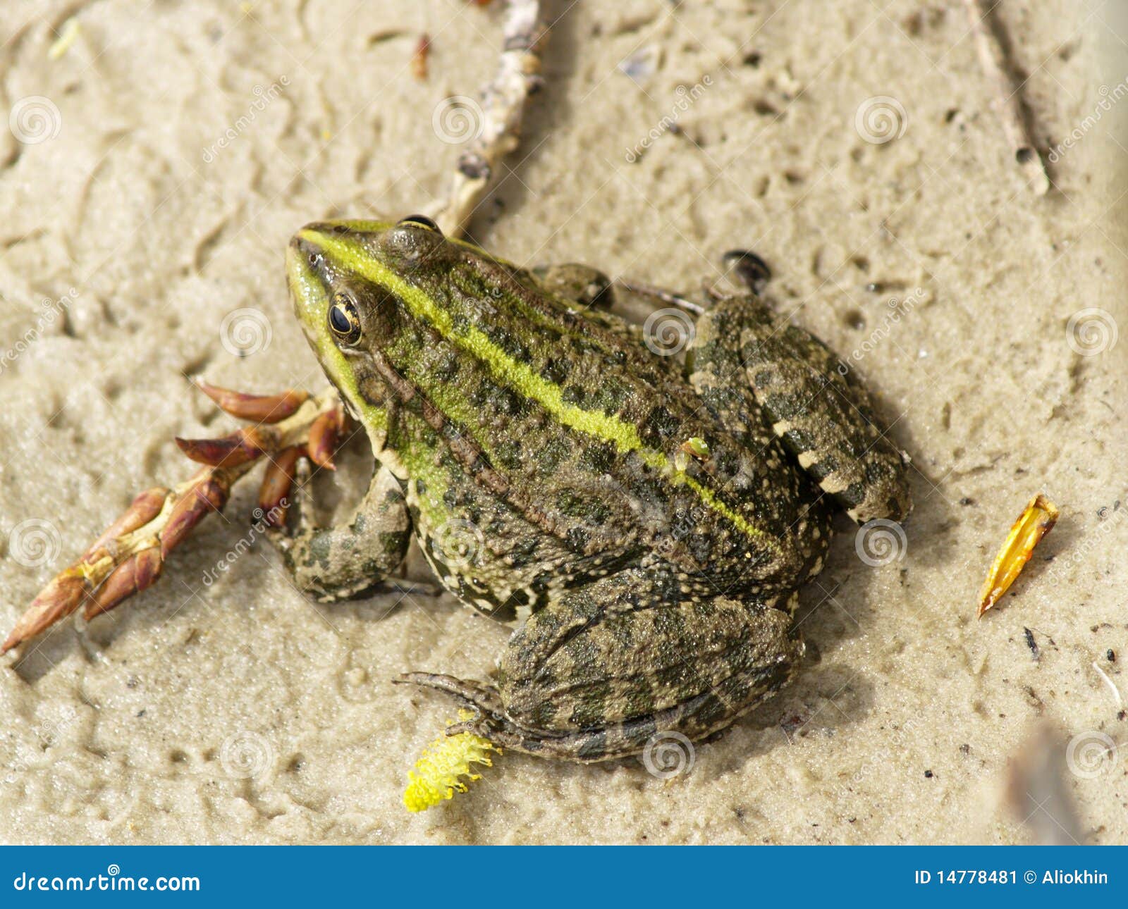 Frog on the sand stock image. Image of brown, yellow - 14778481