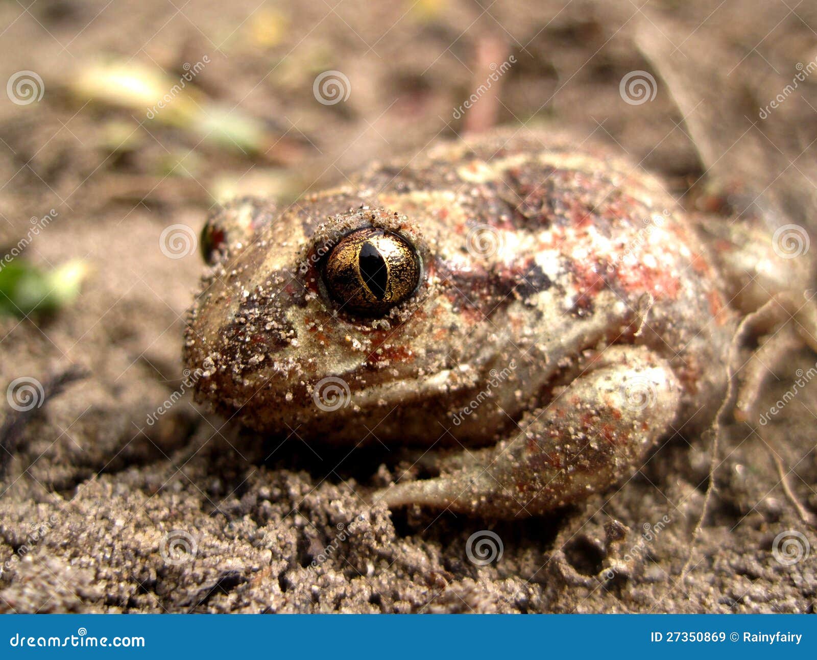 Frog and sand stock image. Image of wildlife, macro, eyes - 27350869