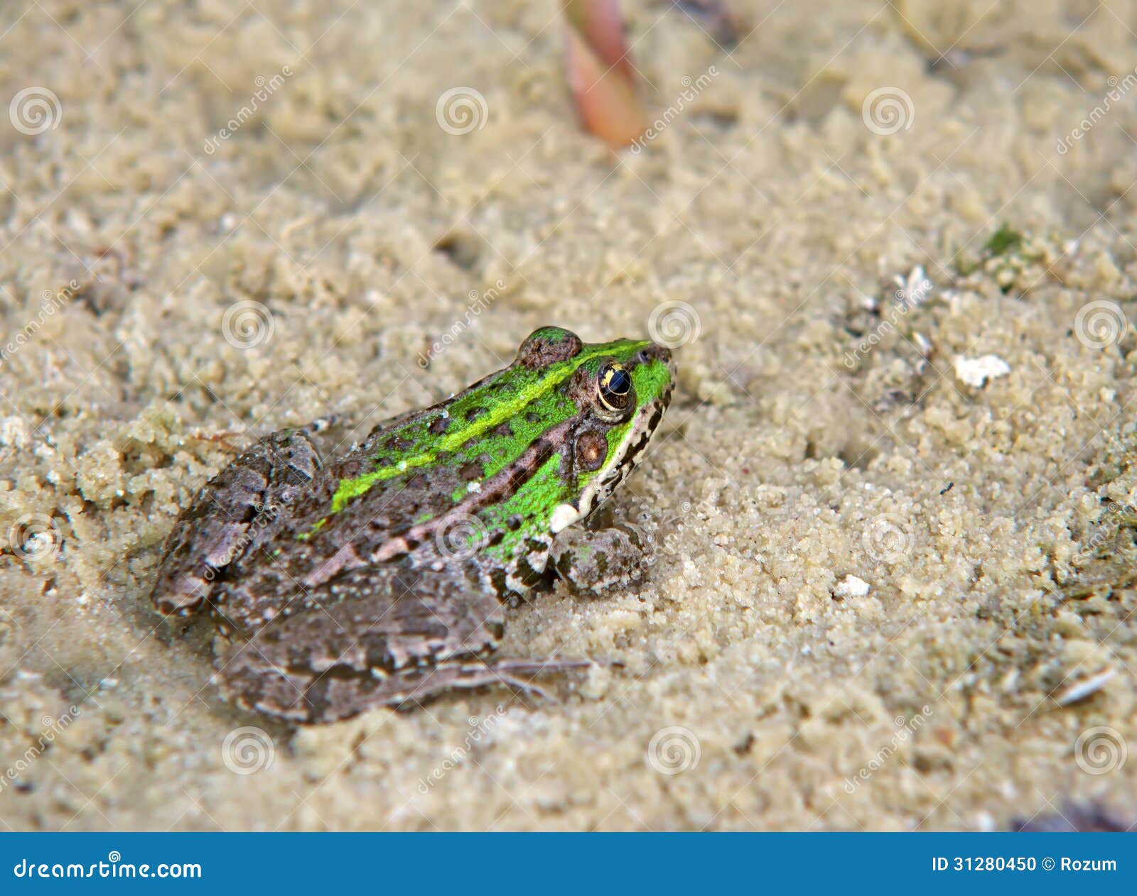 Frog on sand stock photo. Image of brown, lake, croaking - 31280450