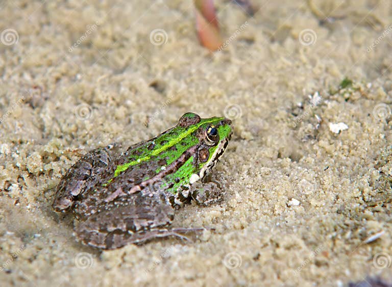 Frog on sand stock photo. Image of brown, lake, croaking - 31280450