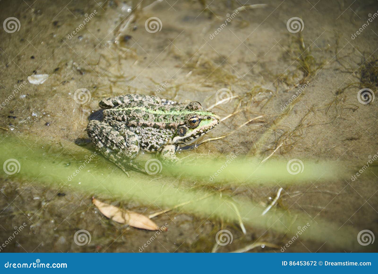 Frog on the sand stock photo. Image of algae, lake, sand - 86453672