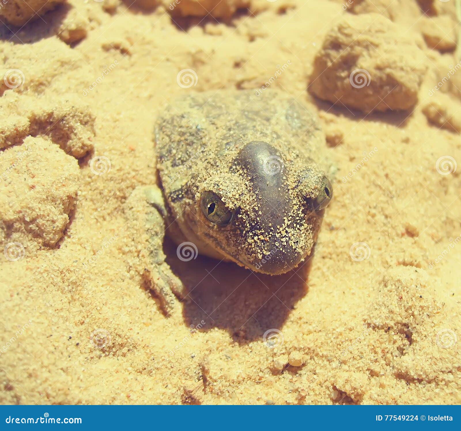 Frog in a sand stock photo. Image of frog, amphibians - 77549224