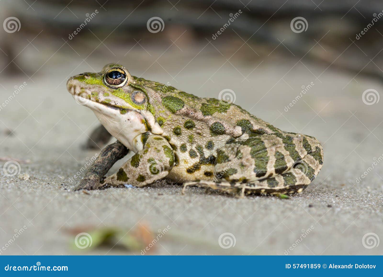 Frog on the sand stock image. Image of amphibious, animals - 57491859