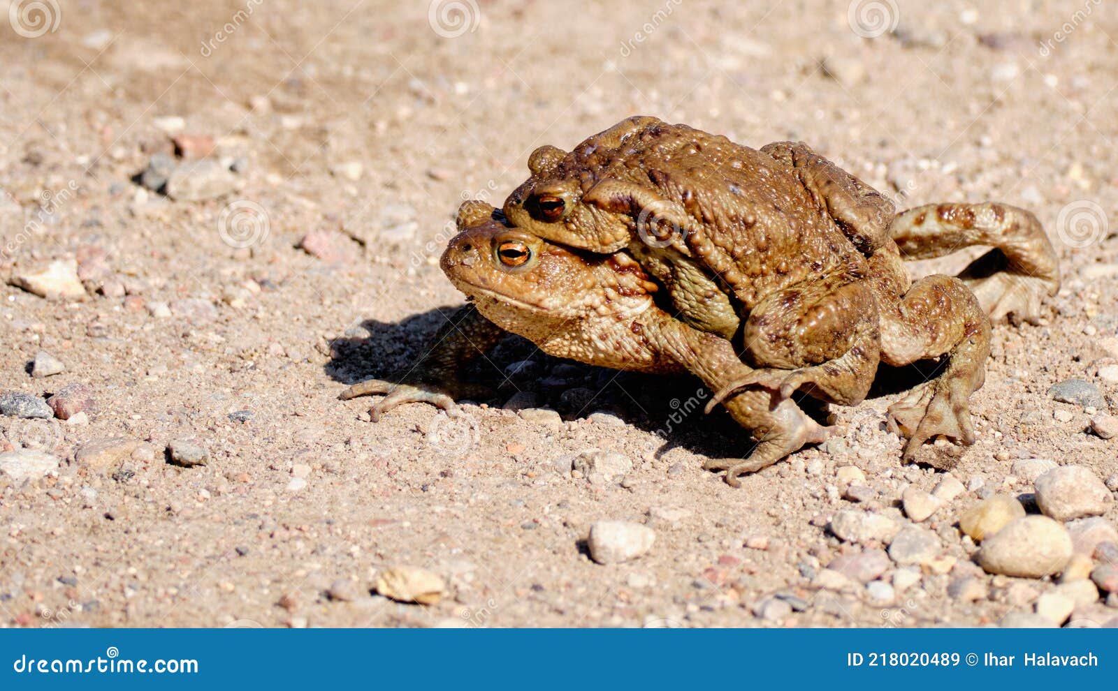 A Frog Sat on the Back of Another Frog Stock Image - Image of amphibian ...