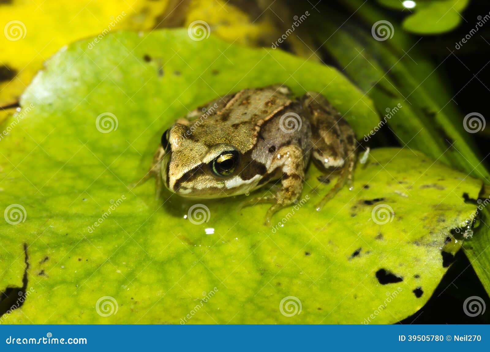A Frog sat on a Lily Pad stock photo. Image of amphibian - 39505780