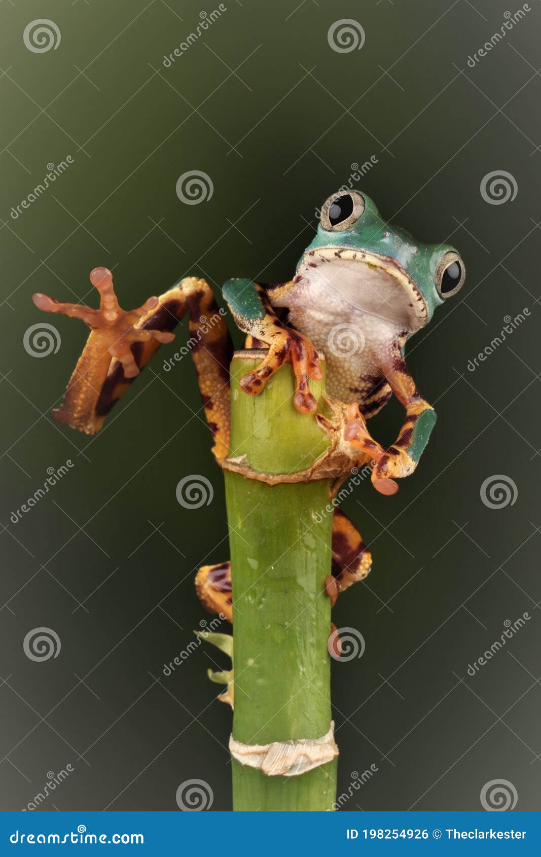 Frog sat on top of bamboo stock photo. Image of shoot - 198254926