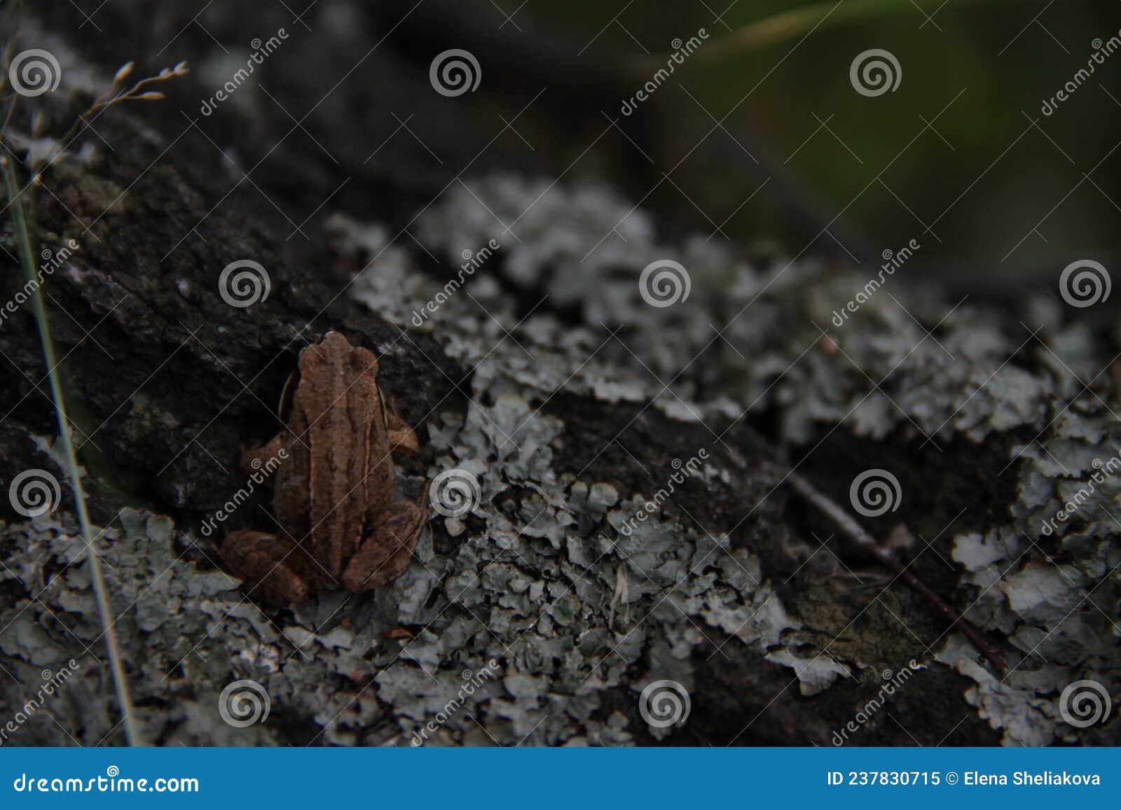 Frog in green forest fog stock image. Image of friendly - 237830715