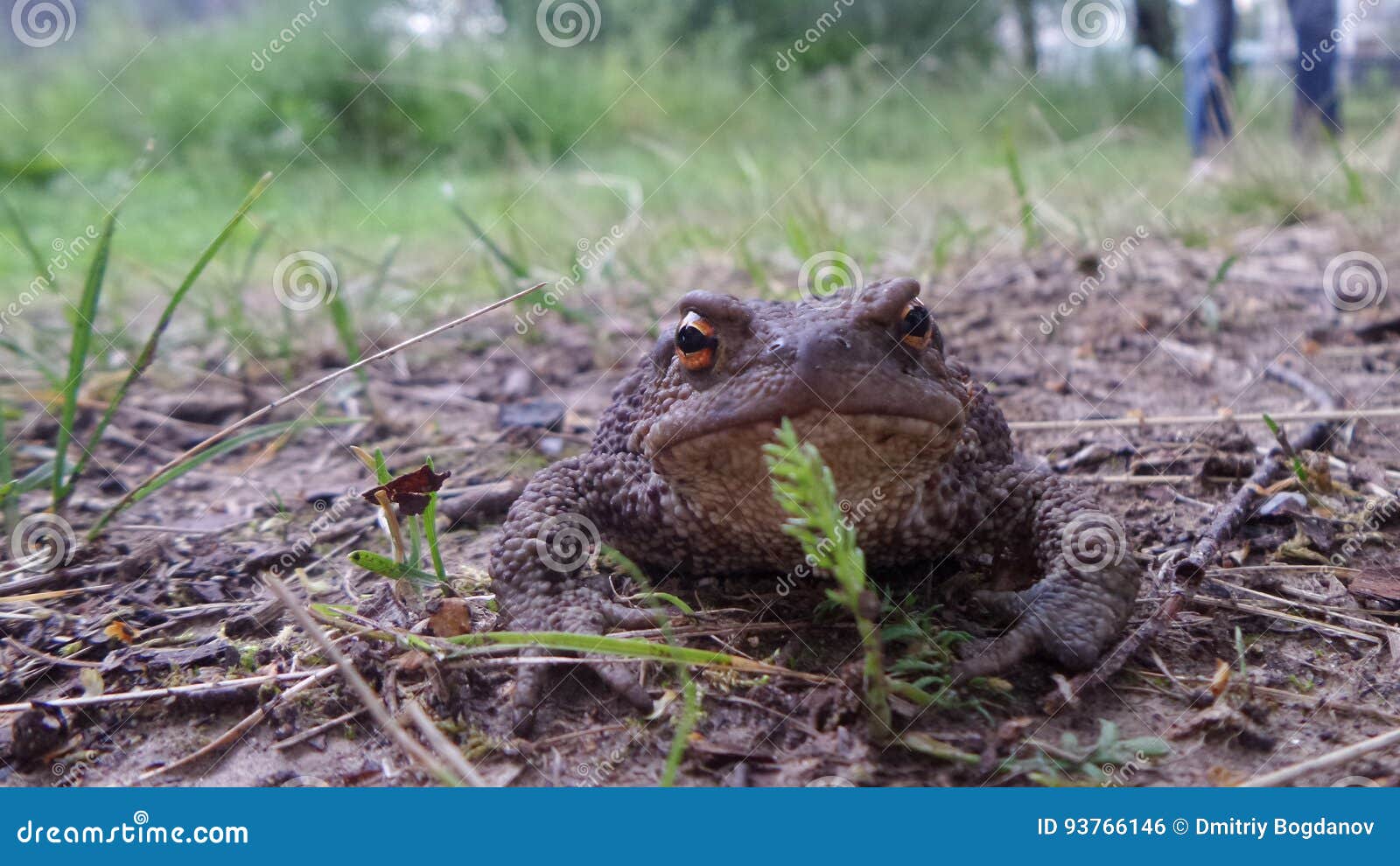 Frog seating on the land stock photo. Image of frog, brown - 93766146