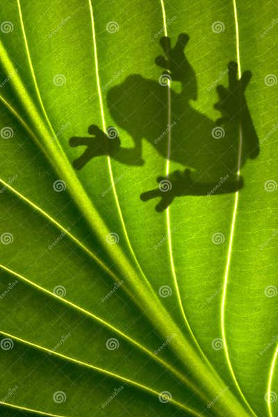 Frog Shadow stock photo. Image of animal, webfoot, tree - 14422348