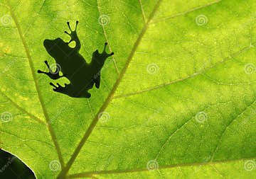 Frog shadow stock photo. Image of amphibian, hidden, preserve - 18636934