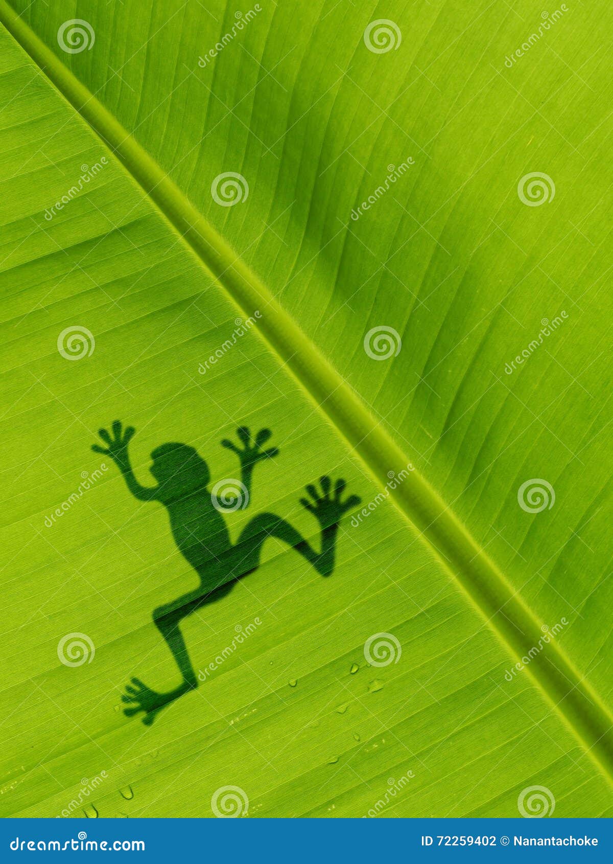 Frog Shadow on the Banana Leaf. Background Texture of Banana Lea Stock ...
